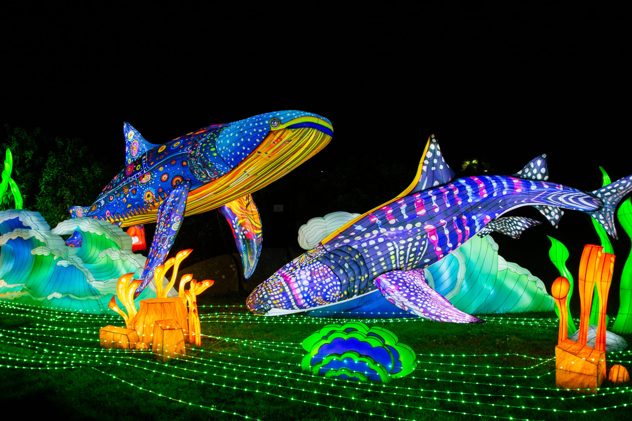 China Light festival: Magic Ocean 2025-2026 in ZOO Antwerpen | Tips ...